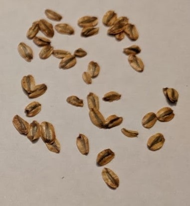How to Grow Sequoia Trees from Seed | Cool Plant Blog
