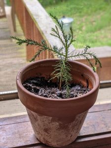 Giant Sequoia Tree Seedling 10 Months Old (Sequoiadendron giganteum ...